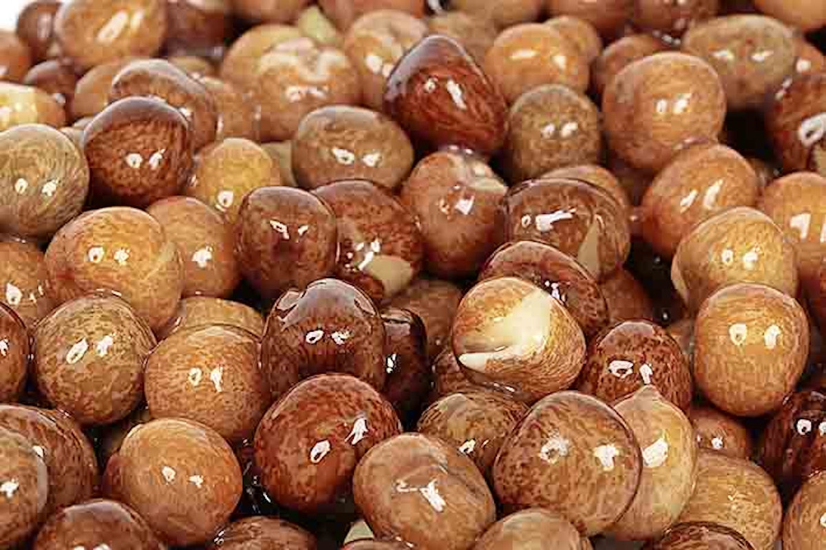 The best particle baits for carp fishing and how to use them | Angling ...