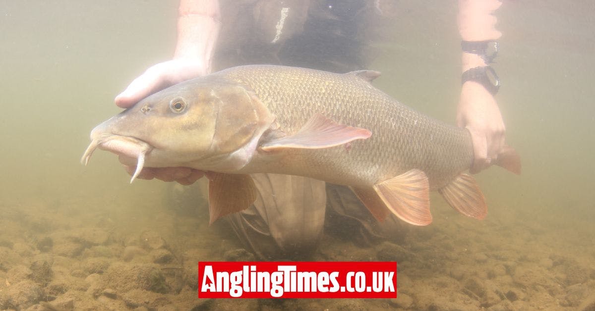Beating the heat | How to keep fish safe in hot weather | Angling Times