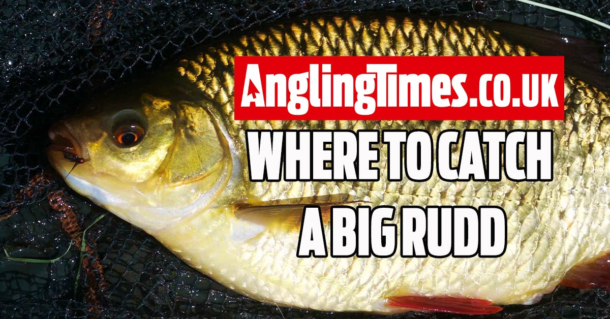 Fishing near me: Where to catch your first 2lb rudd | Angling Times