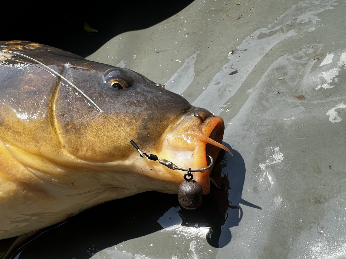 Pellet fishing for big carp in summer | Angling Times