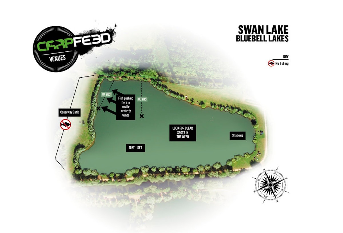 Bluebell Swan Lake | Angling Times