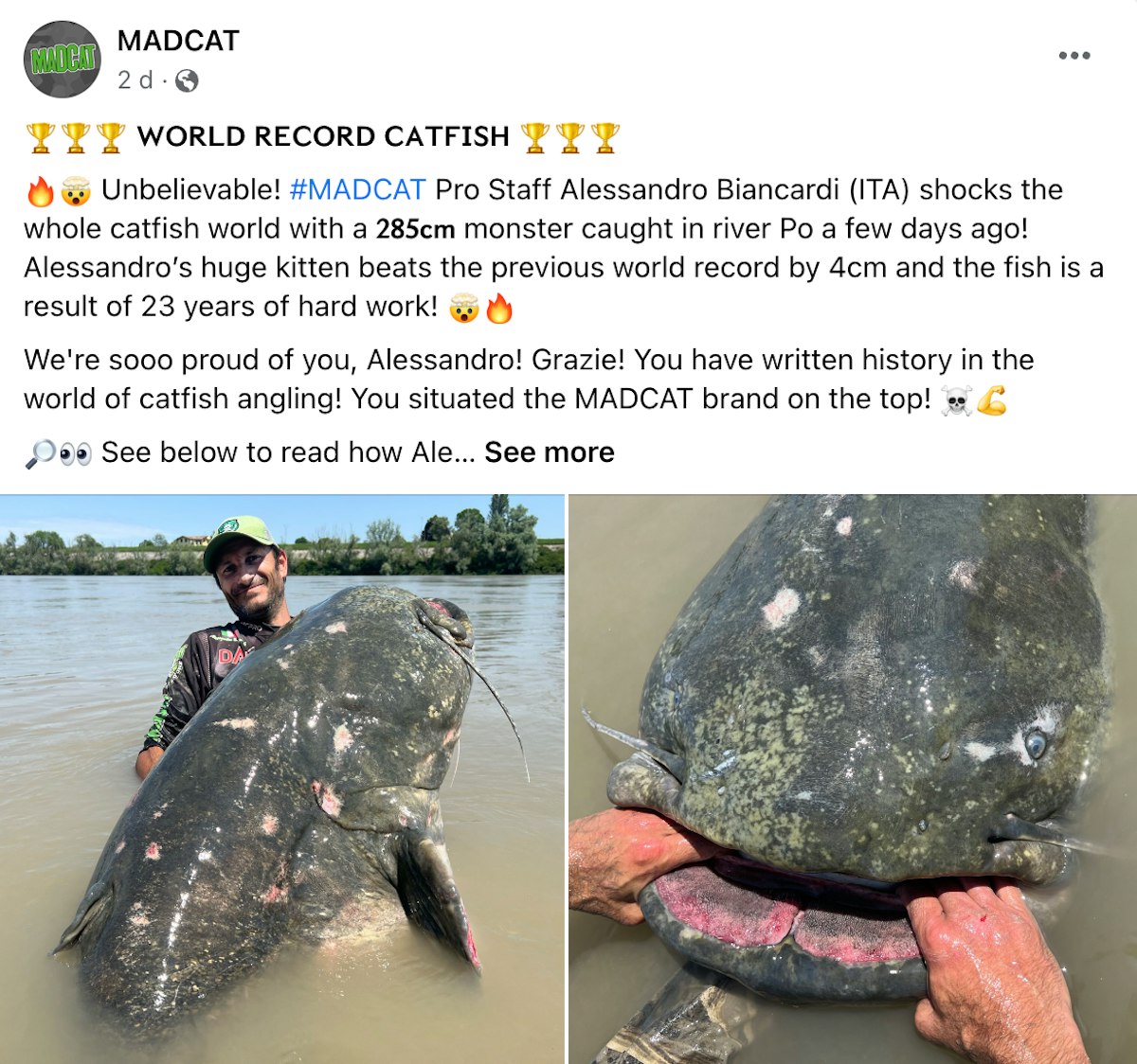 World record catfish banked on 15cm lure! | Angling Times