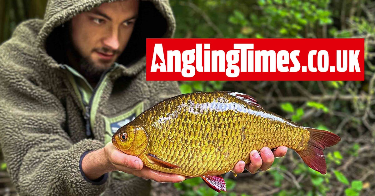 Specimen rudd landed on popular match fishing method | Angling Times