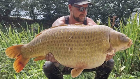 Cornwall’s biggest carp is monster ghostie | Angling Times