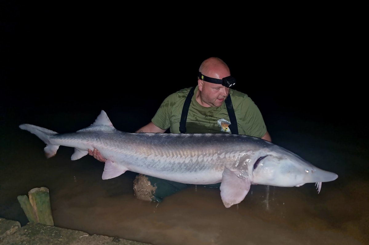 Angler says enormous 150lb UK sturgeon was ‘like hooking a steam train ...