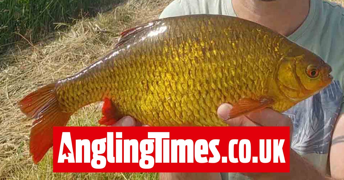 Big Fenland rudd the result of four miles walking and fishing | Angling ...