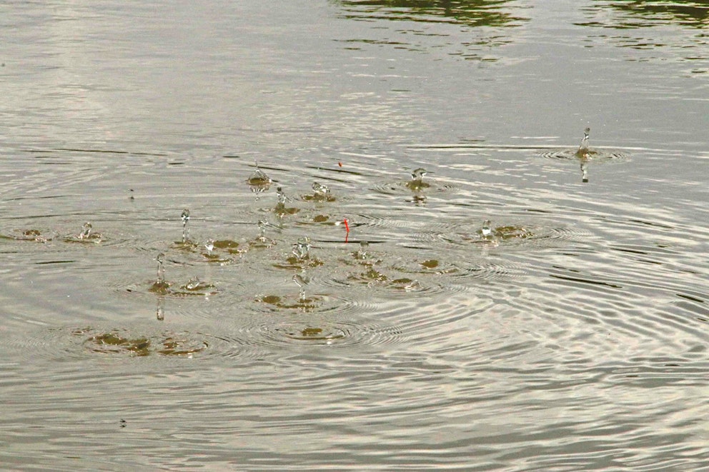 How to feed accurately with a catapult | Angling Times