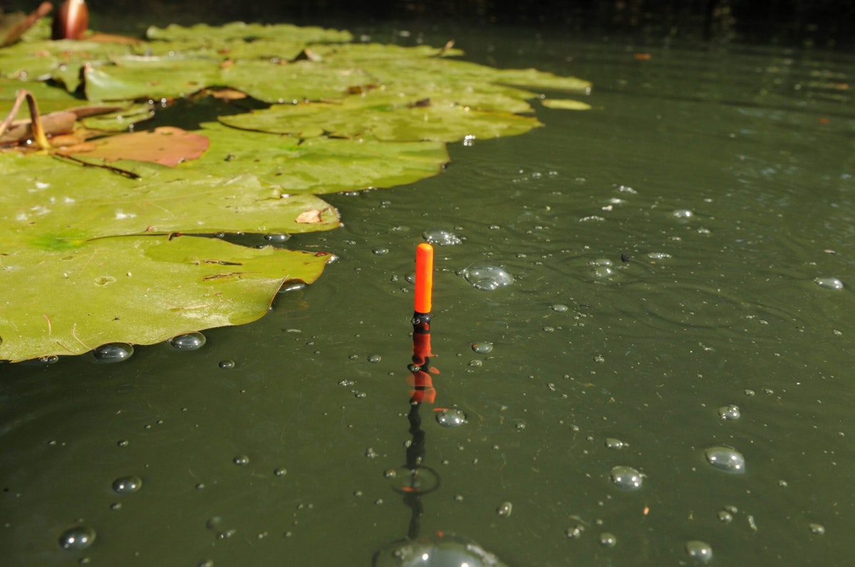 A beginners guide to tench fishing
