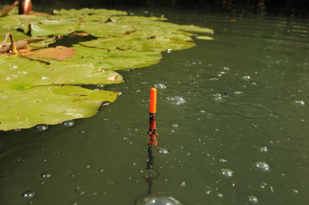 A beginners guide to tench fishing