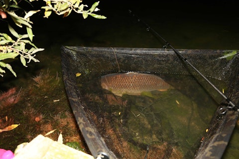 How to fish the method feeder for big carp | Angling Times
