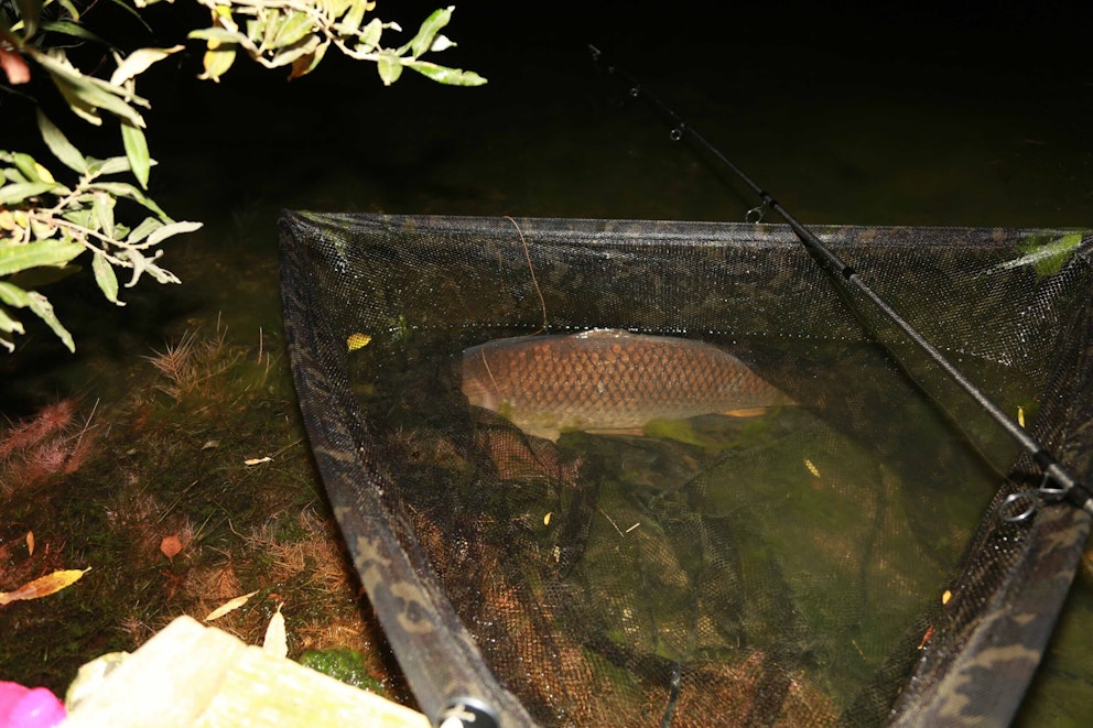 How to fish the method feeder for big carp | Angling Times
