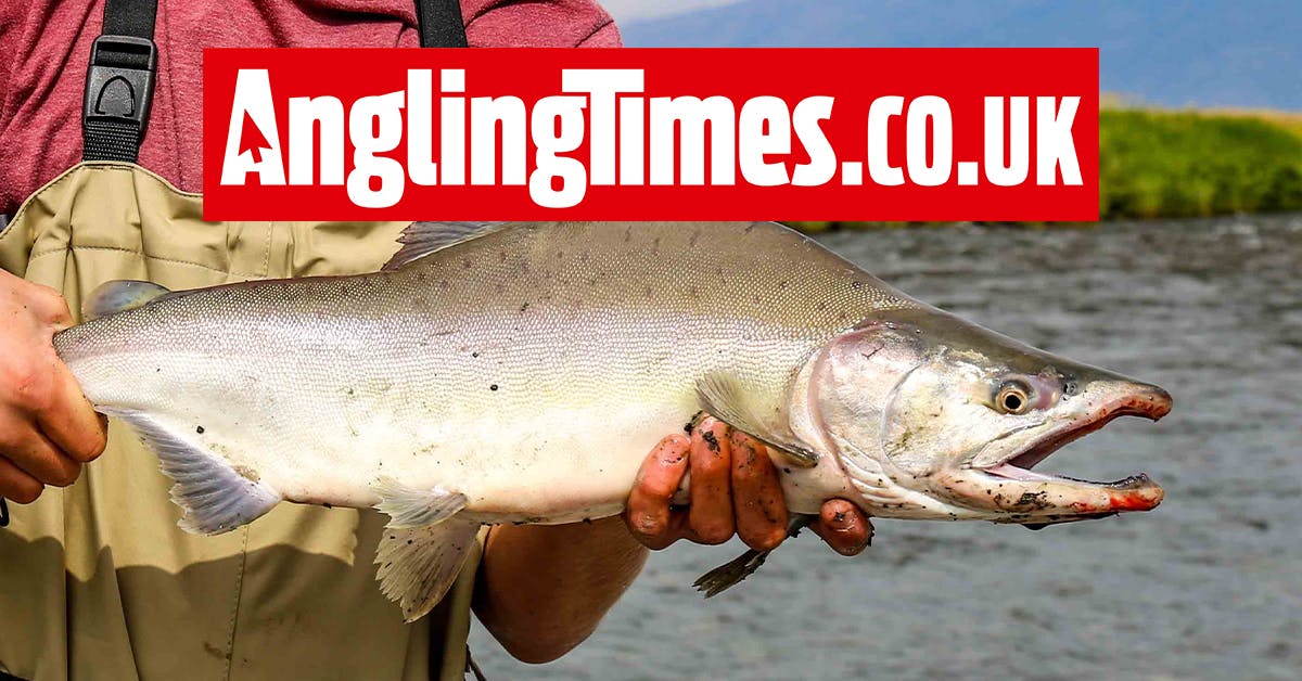 EA gives anglers pink salmon warning | Angling Times