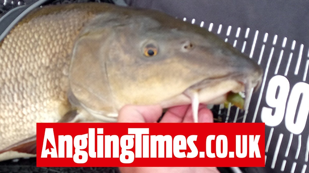 Big Trent Barbel On A Lure Angling Times