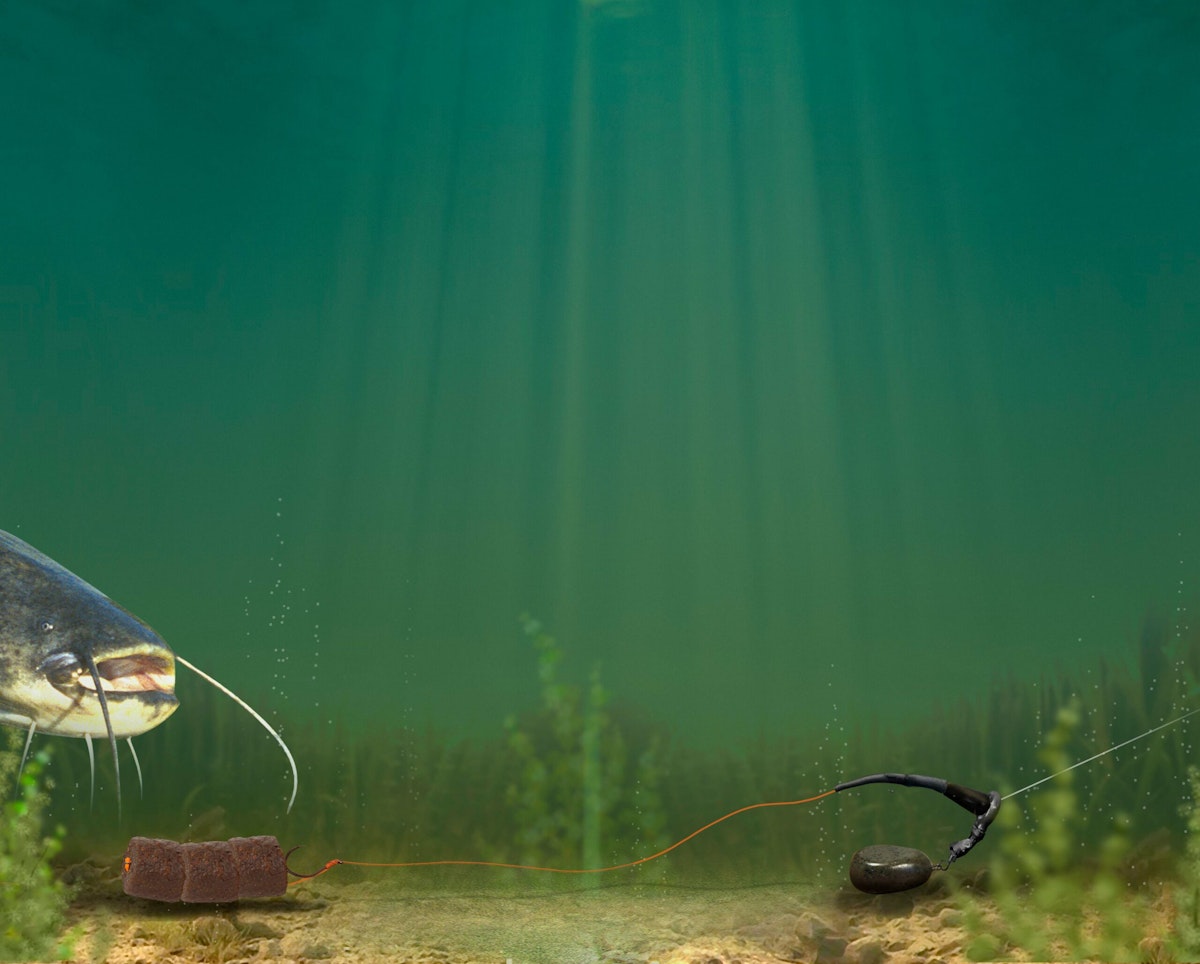 A simple pellet rig for big catfish fishing | Angling Times
