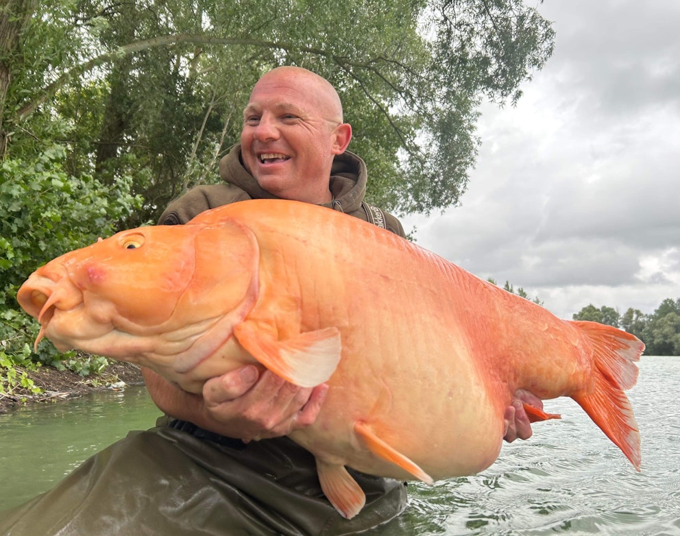Another UK angler catches the huge 60lb-plus ‘goldfish’ | Angling Times