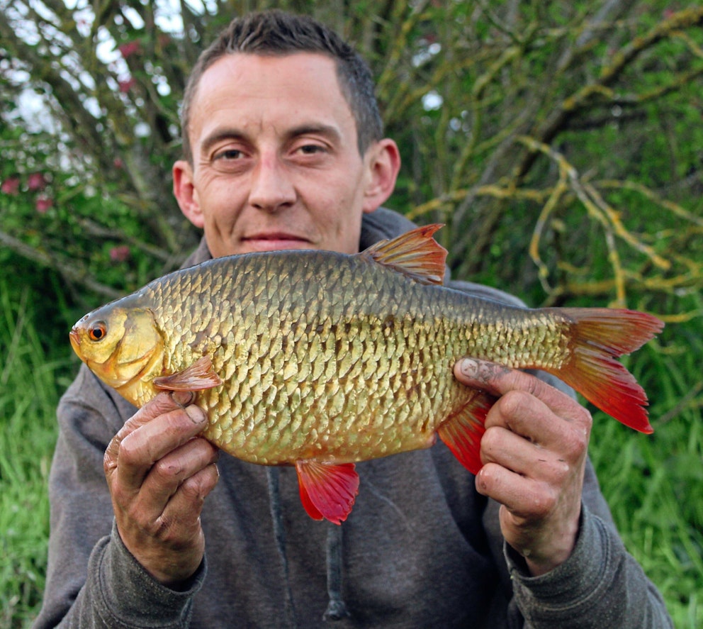 Massive rudd landed on freelined bait | Angling Times