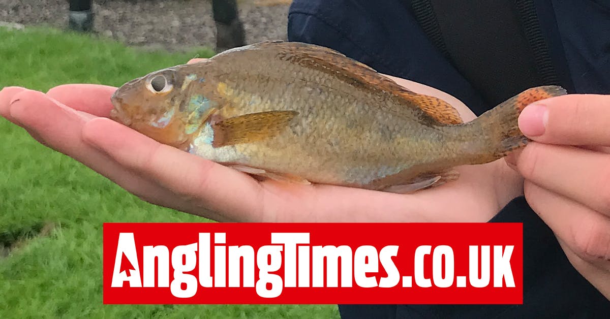 Could this tiny fish have actually been a UK record? | Angling Times