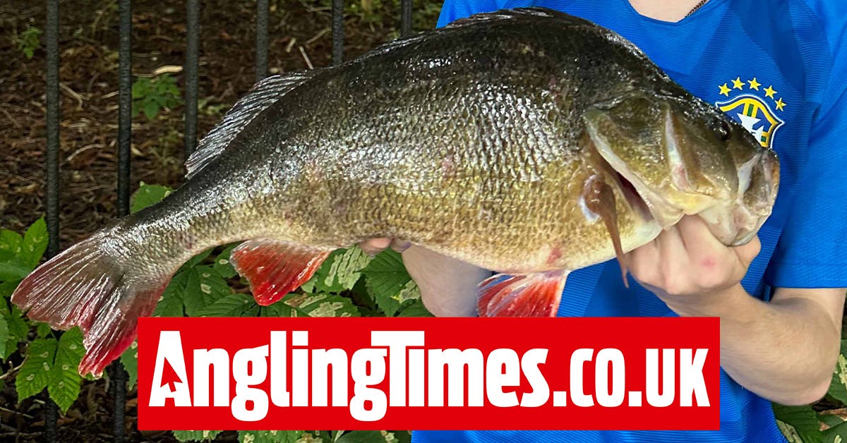 Teenager lands one of Britain’s biggest-ever river perch | Angling Times