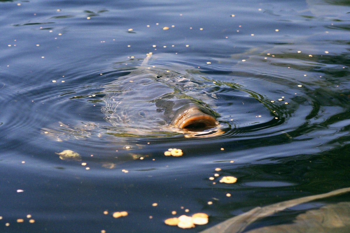 5 awesome tips to catch summer carp | Angling Times