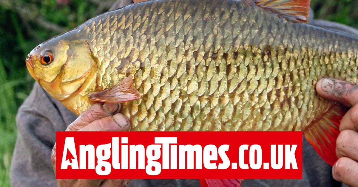 Massive rudd landed on freelined bait | Angling Times