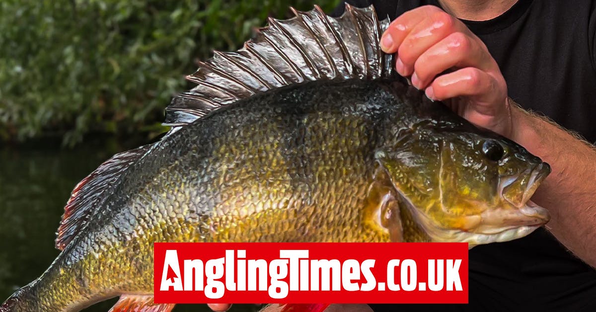 Second enormous perch catch suggests the Thames could produce a British ...