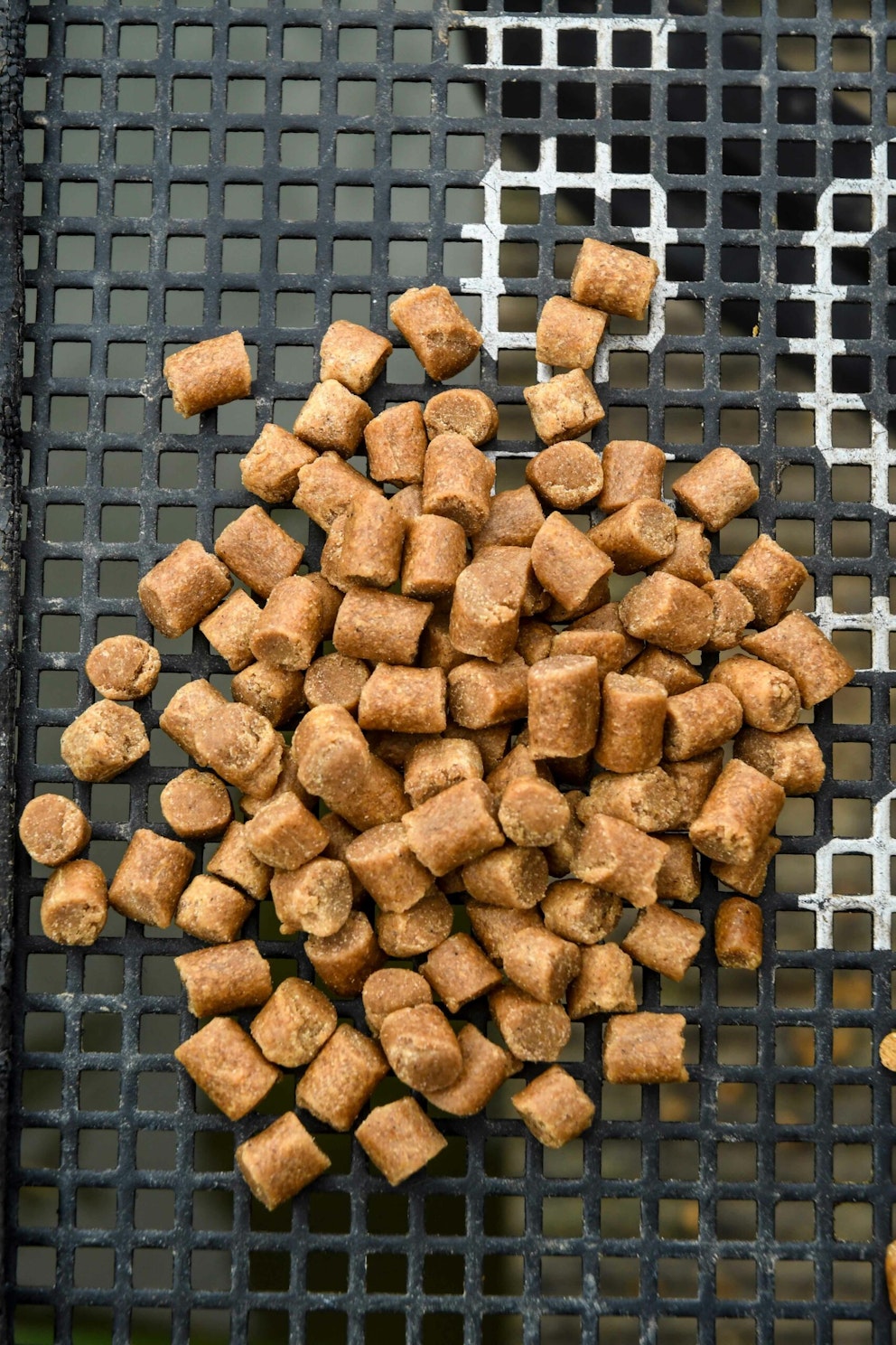 8mm hard pellets on the pole | Steve Ringer | Angling Times