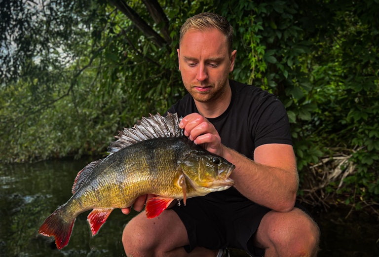 Second enormous perch catch suggests the Thames could produce a British ...