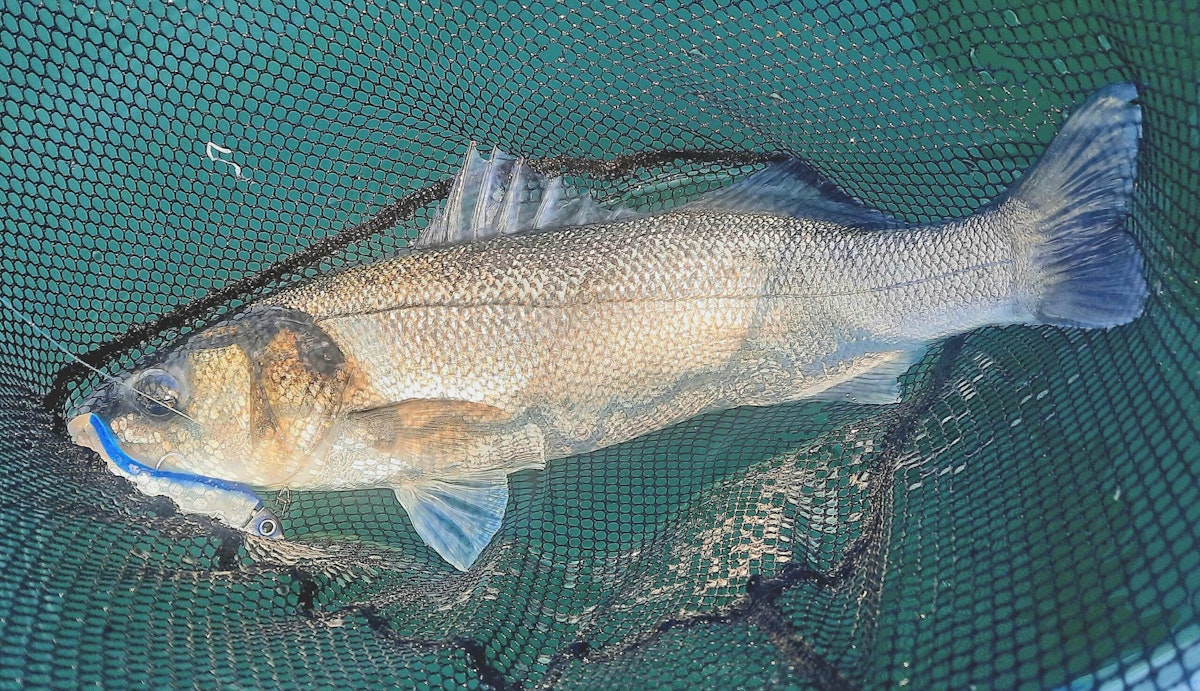 The fish you can catch at your local beach right now…and how to do it ...