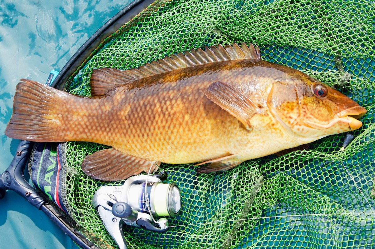 The fish you can catch at your local beach right now…and how to do it ...