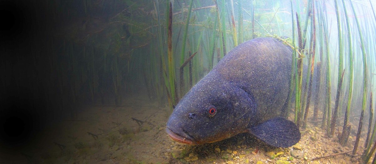 A beginners guide to tench fishing