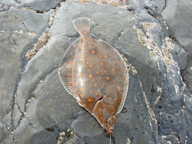 The fish you can catch at your local beach right now…and how to do it ...