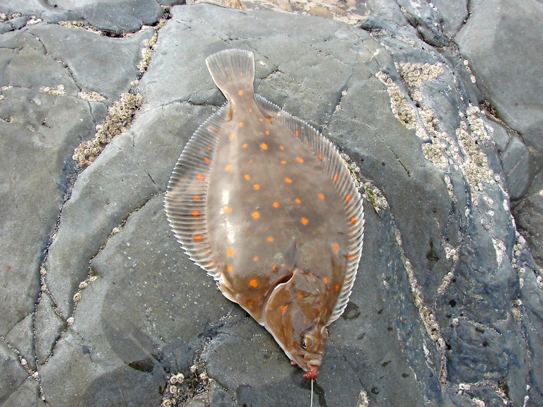 The fish you can catch at your local beach right now…and how to do it ...