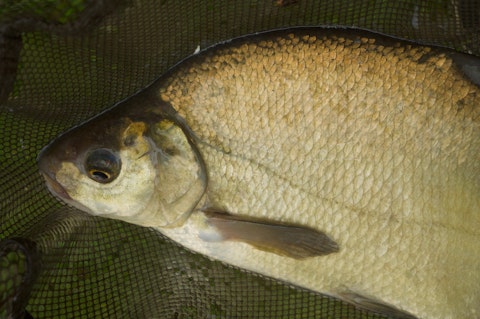 How to catch specimen bream – Dai Gribble | Angling Times