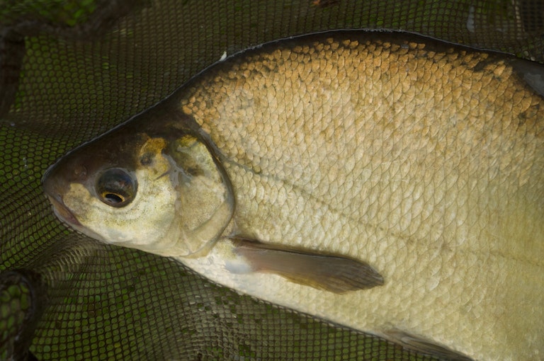 How to catch specimen bream – Dai Gribble | Angling Times