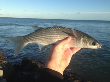 The fish you can catch at your local beach right now…and how to do it ...