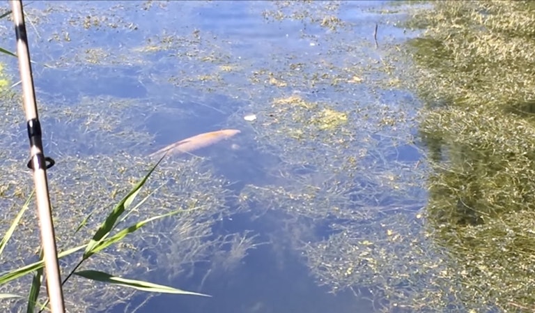 Bread is one of the best carp fishing baits of all time – here’s why ...