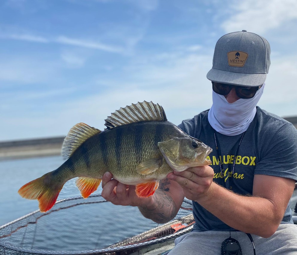 Crankbait lure snatched by immaculate reservoir perch | Angling Times