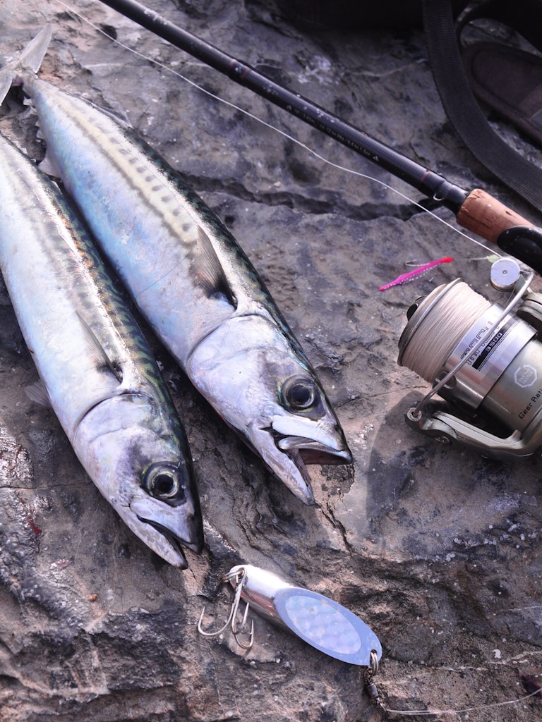 The fish you can catch at your local beach right now…and how to do it ...