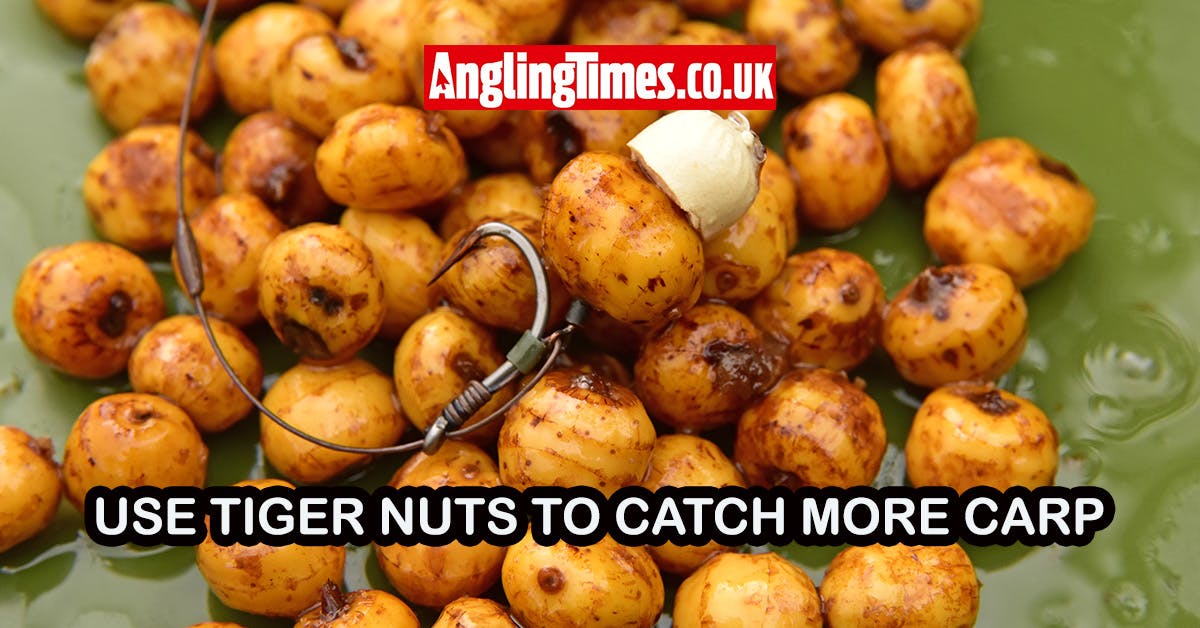 Why tiger nuts are one of the best baits for carp fishing | Angling Times