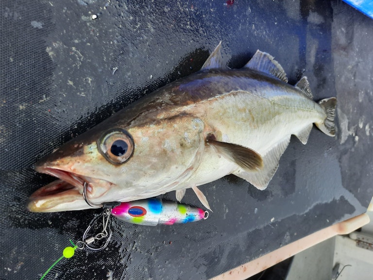 The fish you can catch at your local beach right now…and how to do it ...