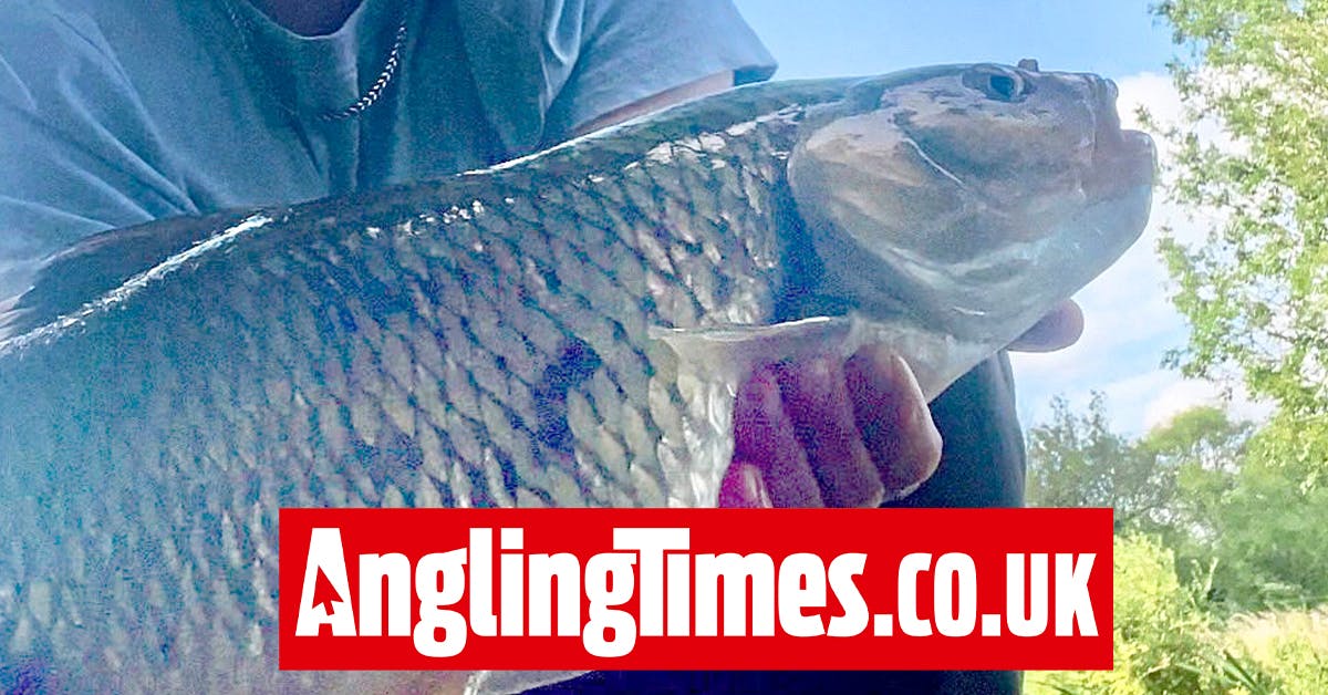 Giant Trent chub taken on meat and pellet combo | Angling Times