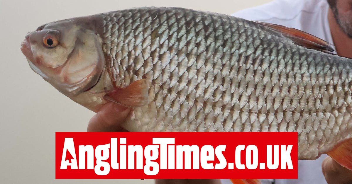 ‘Unbelievable’ roach banked on misty morning fishing trip | Angling Times