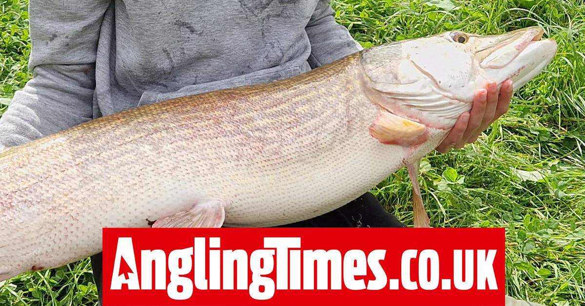 Shock big pike landed… on a Method feeder! | Angling Times