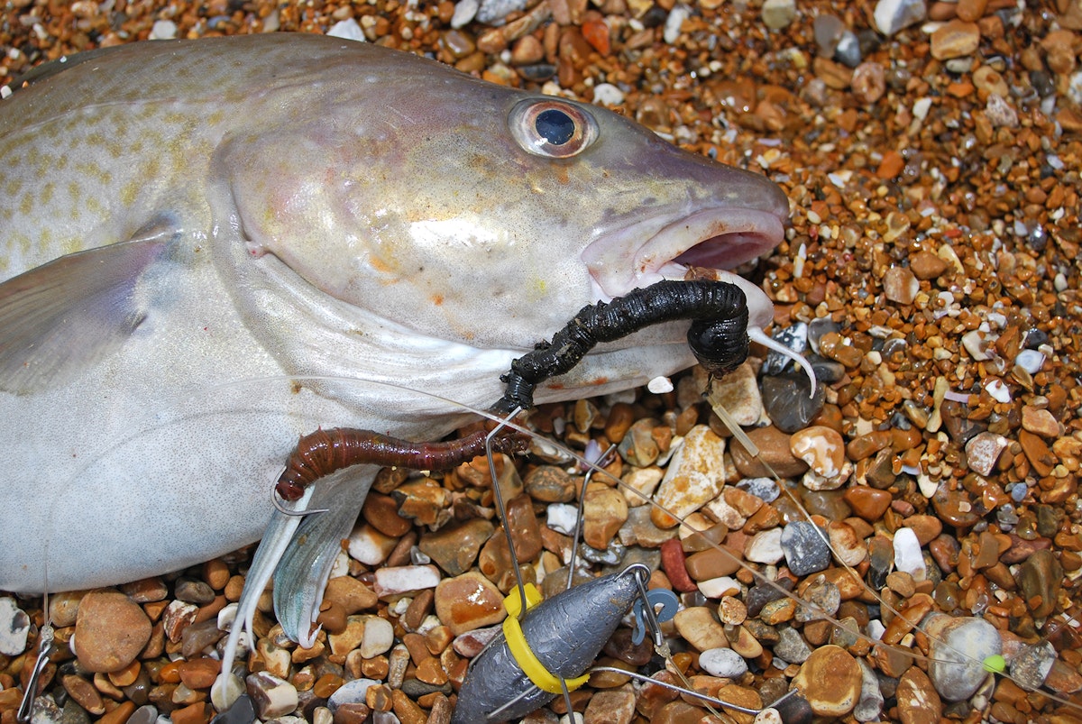 The fish you can catch at your local beach right now…and how to do it ...