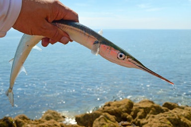 The fish you can catch at your local beach right now…and how to do it ...