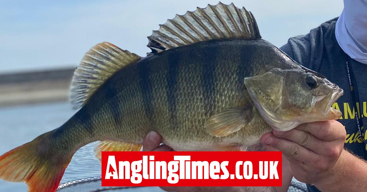 Crankbait lure snatched by immaculate reservoir perch | Angling Times