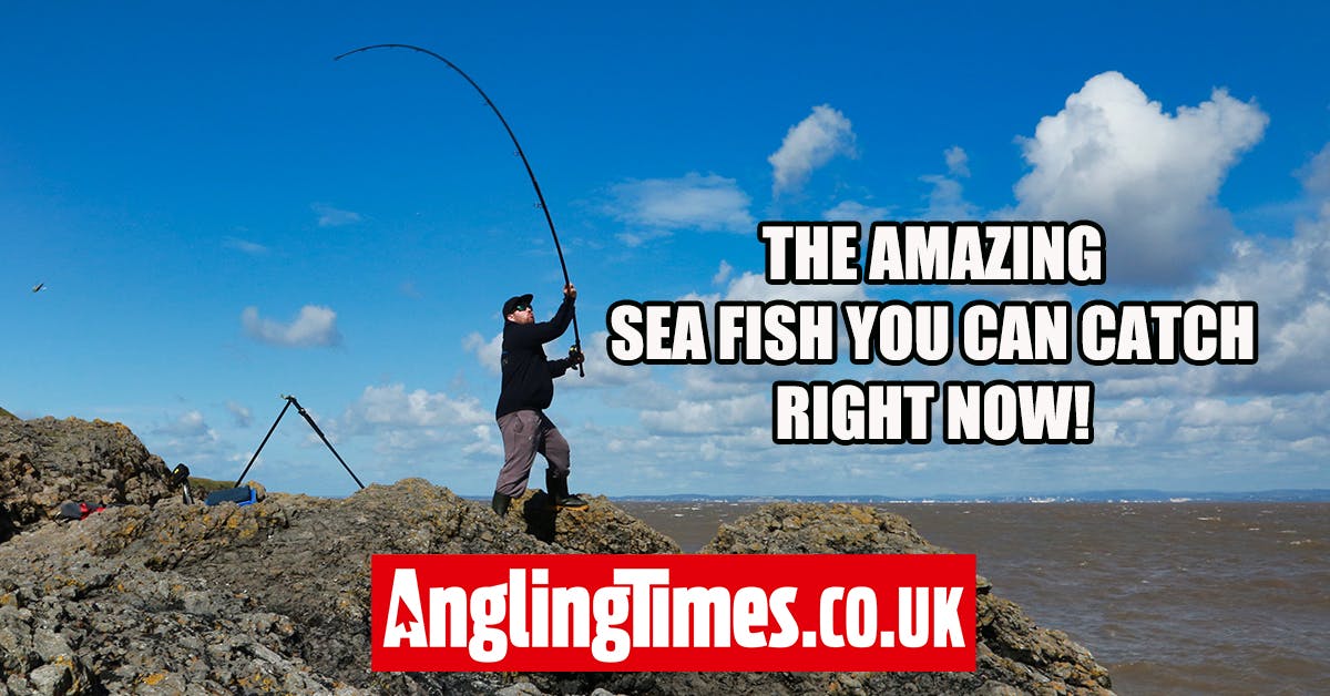 The fish you can catch at your local beach right now…and how to do it ...