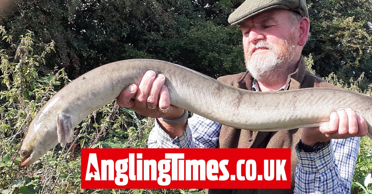 Enthusiastic angler waits 155 nights to hook giant specimen eel ...