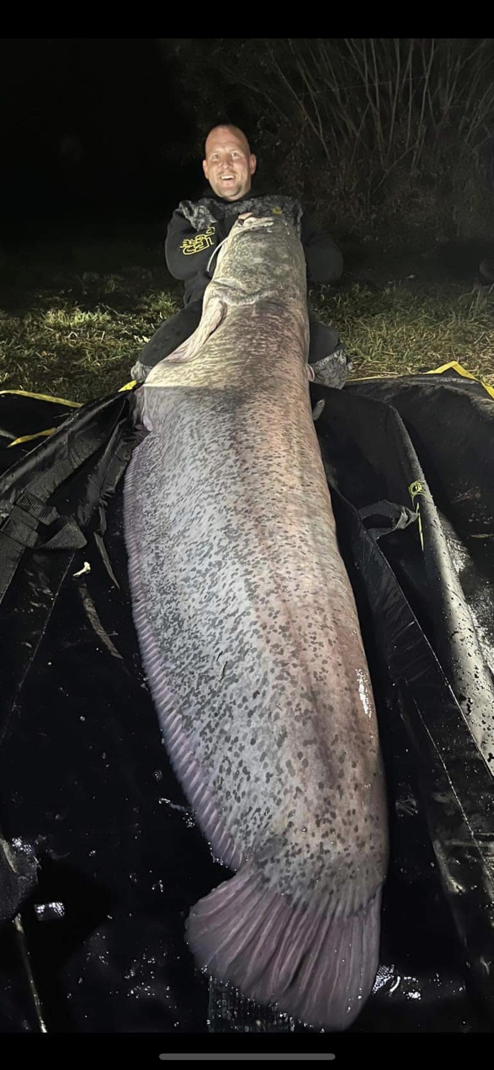 Essex angler catches astonishing record haul of monster catfish on ...