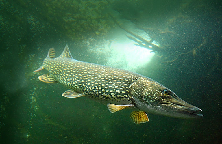 Fishing Near Me | Best Spots For Big Pike | Angling Times